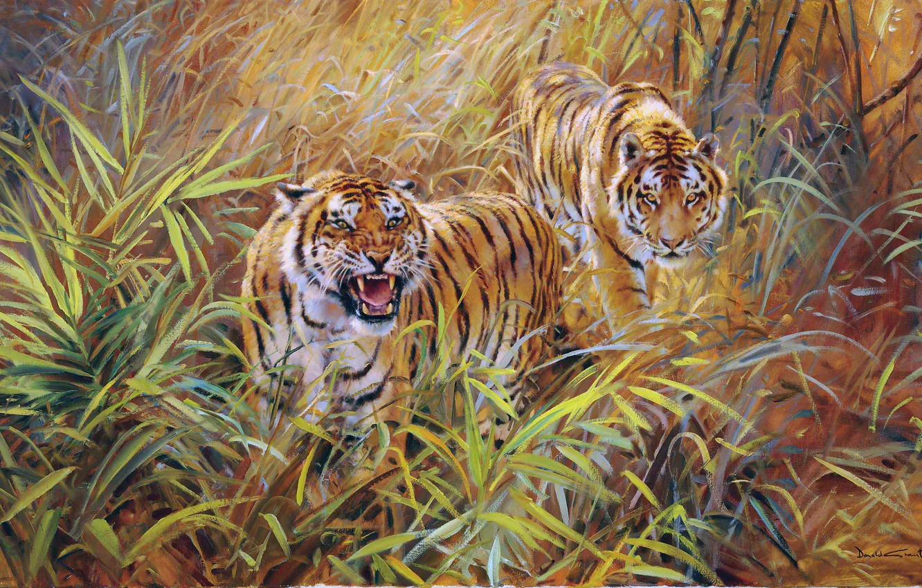 Wallpaper grass, tiger, predator, picture, grin, big cats, Donald Grant, two tigers for mobile ...
