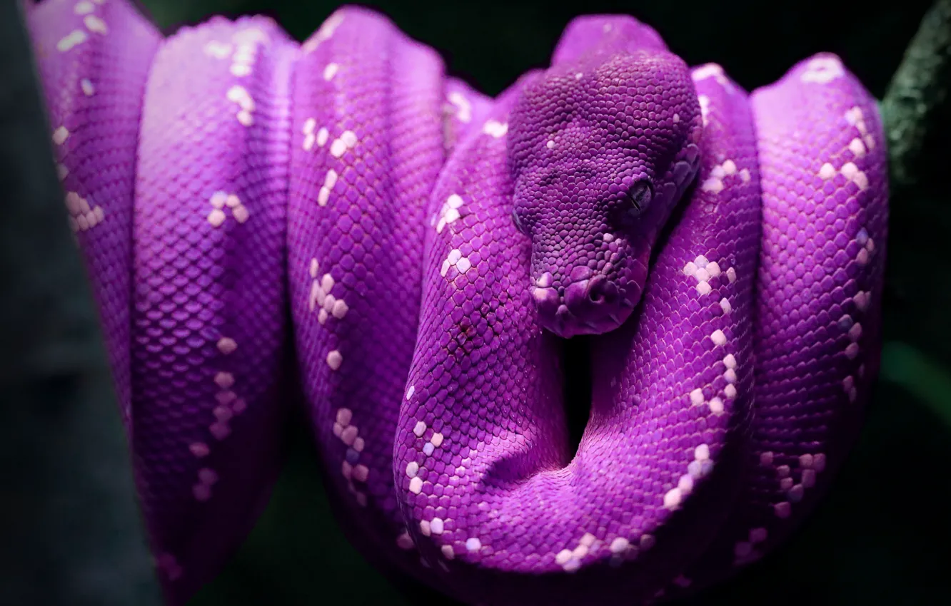 Wallpaper trees, the dark background, snake, Python, lilac, curled for ...