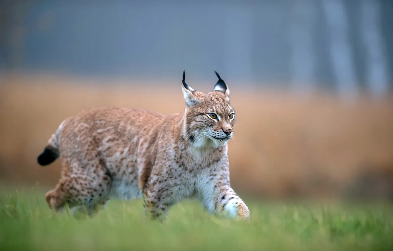 Wallpaper Grass Look Face Nature Pose Glade Walk Lynx For Mobile