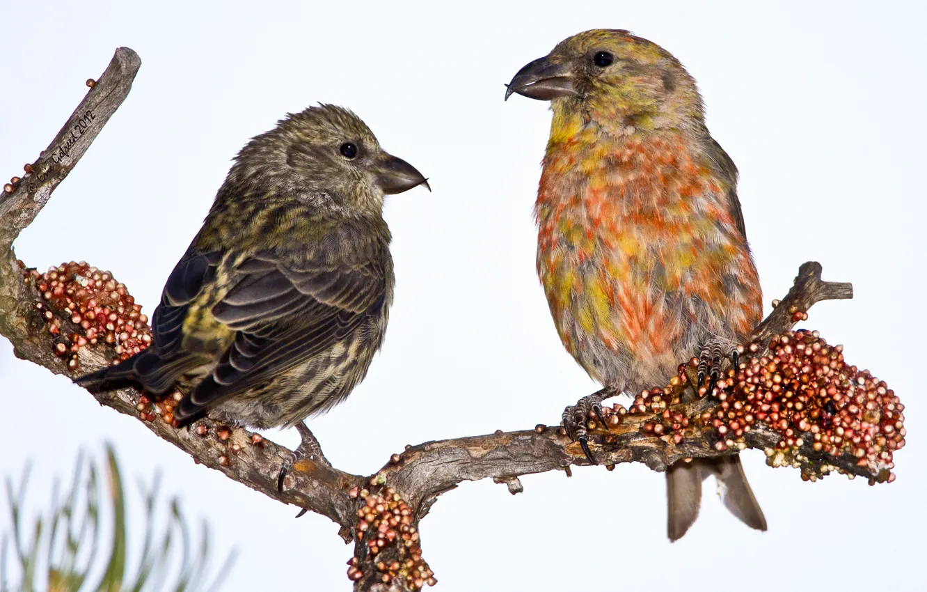 Wallpaper branches, bird, beak, pair, Klest-elovik for mobile and ...