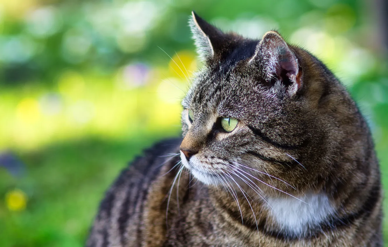 Wallpaper cat, cat, look, pose, face for mobile and desktop, section ...