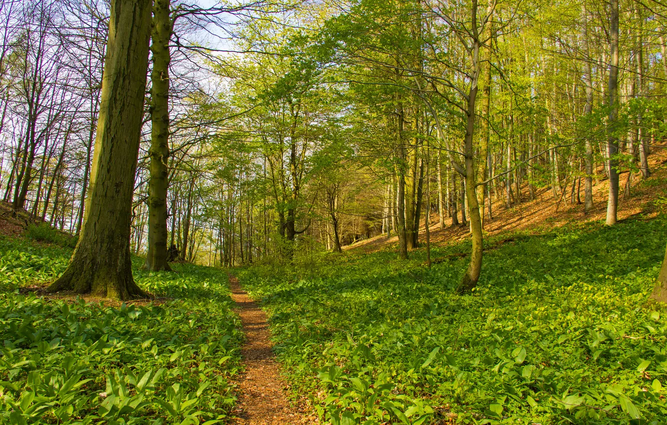 Wallpaper forest, grass, trees, spring, slope, path for mobile and ...