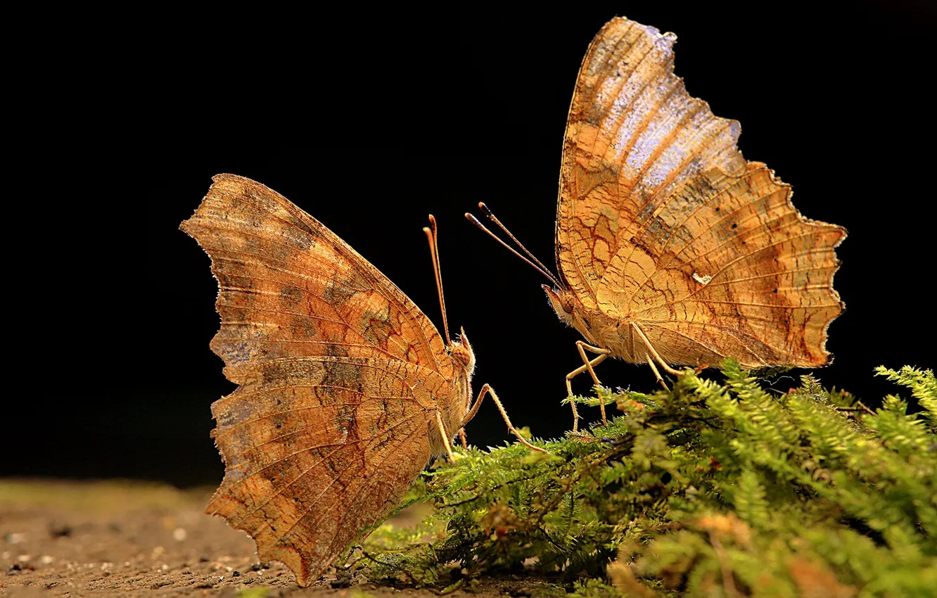 Wallpaper macro, butterfly, moss, pair, black background, two ...