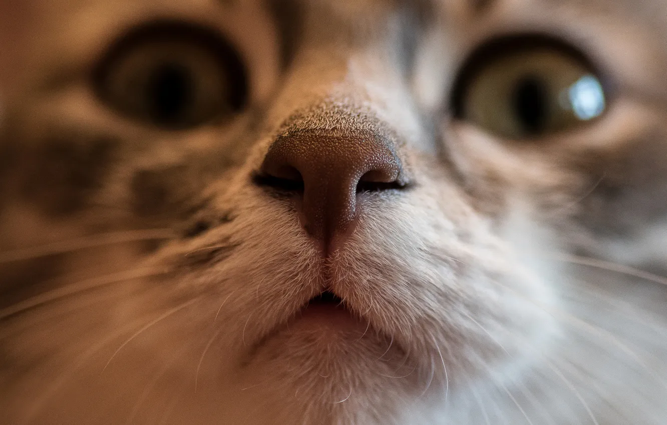 Wallpaper cat, cat, look, pose, kitty, face for mobile and desktop ...