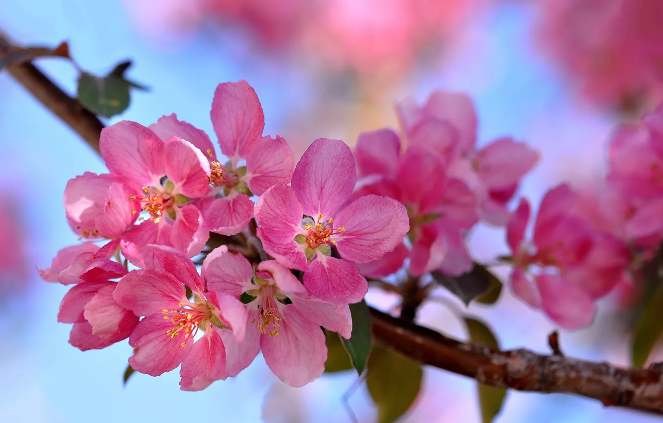 Wallpaper macro, pink, branch, spring, flowering for mobile and desktop ...