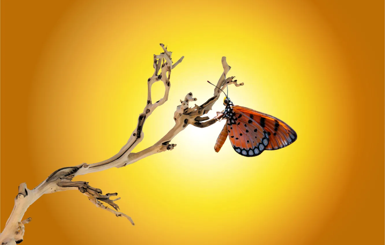 Wallpaper sunset, butterfly, insect for mobile and desktop, section ...