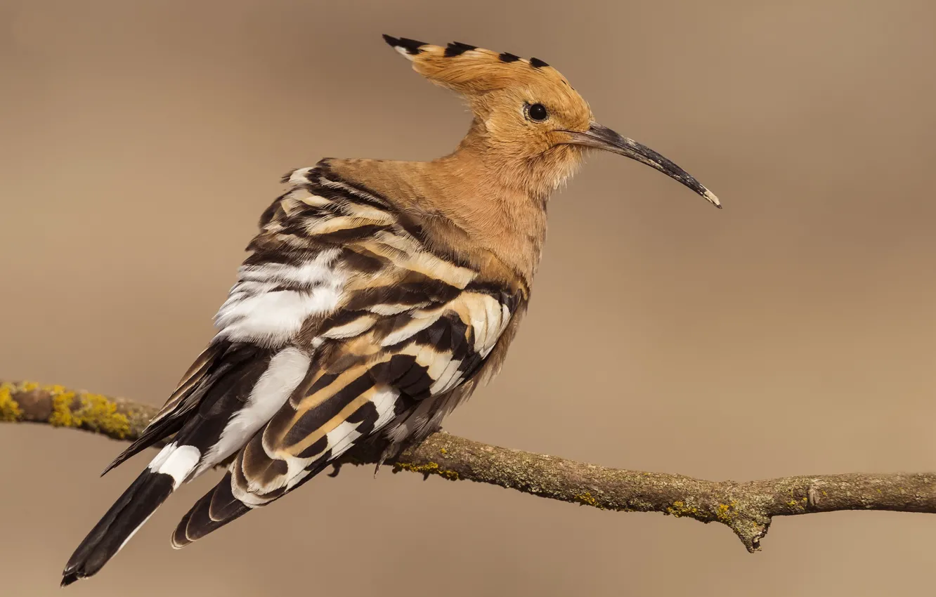 Wallpaper background, bird, branch, hoopoe for mobile and desktop ...