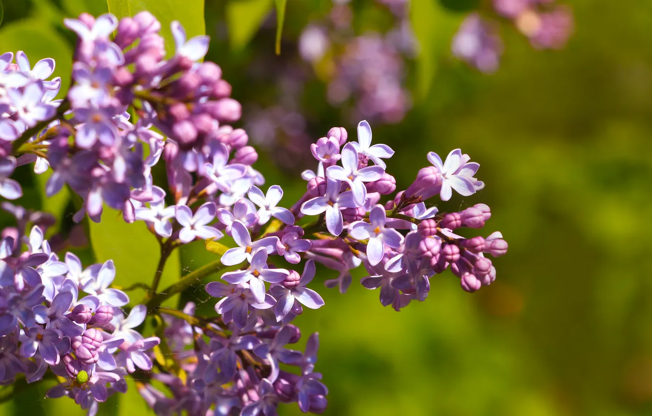 Wallpaper flower, spring, lilac for mobile and desktop, section природа ...