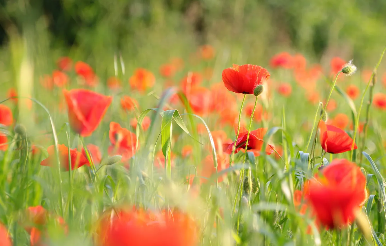 Wallpaper Greens Field Summer Grass Flowers Nature Glade Mac For