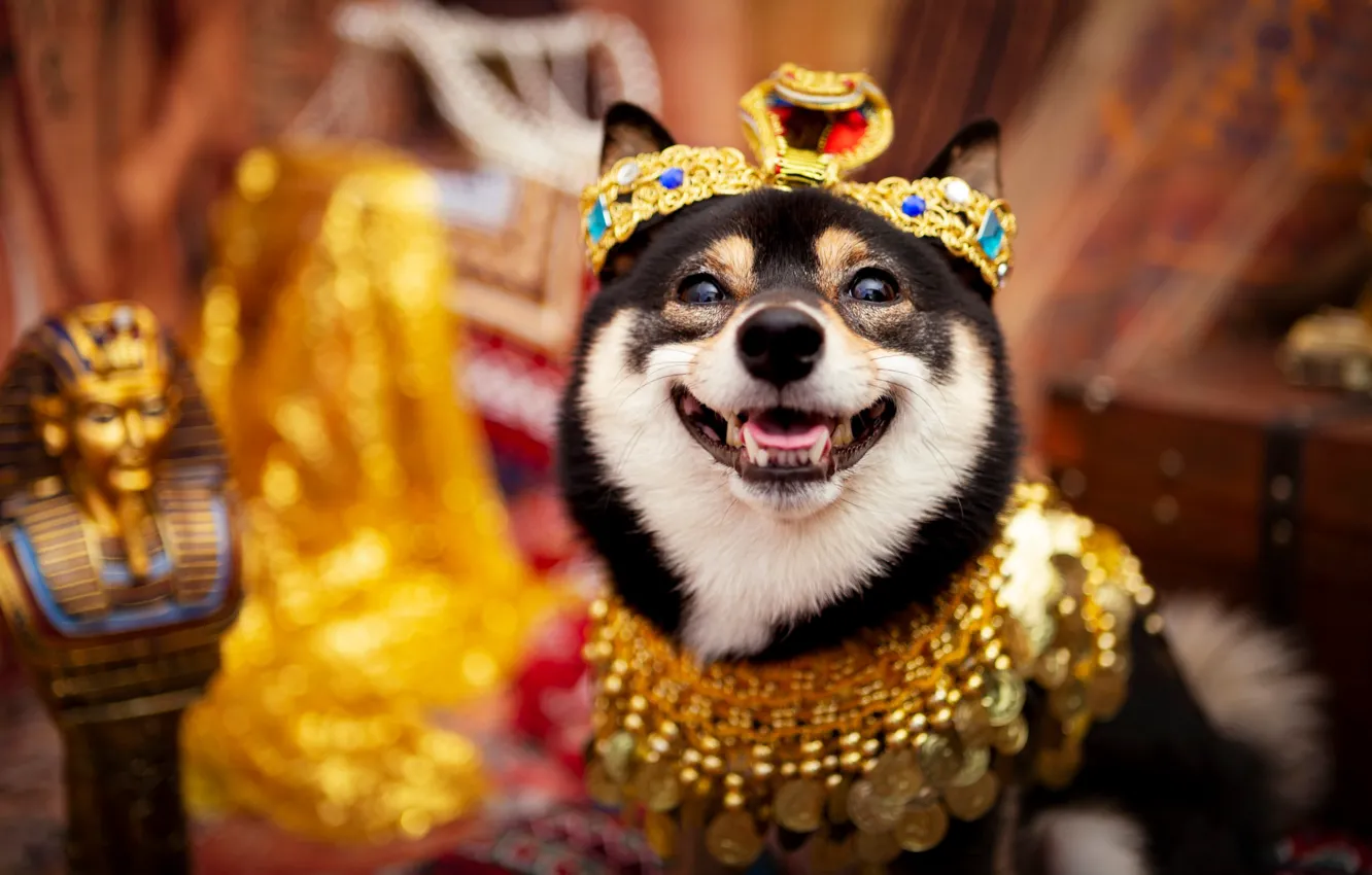 Wallpaper look, pose, clothing, dog, costume, outfit, image, face for ...