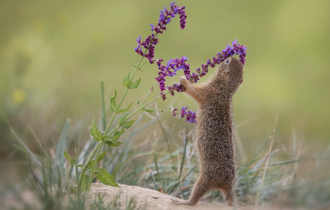 Wallpaper field, flowers, pose, glade, gopher, stand for mobile and ...