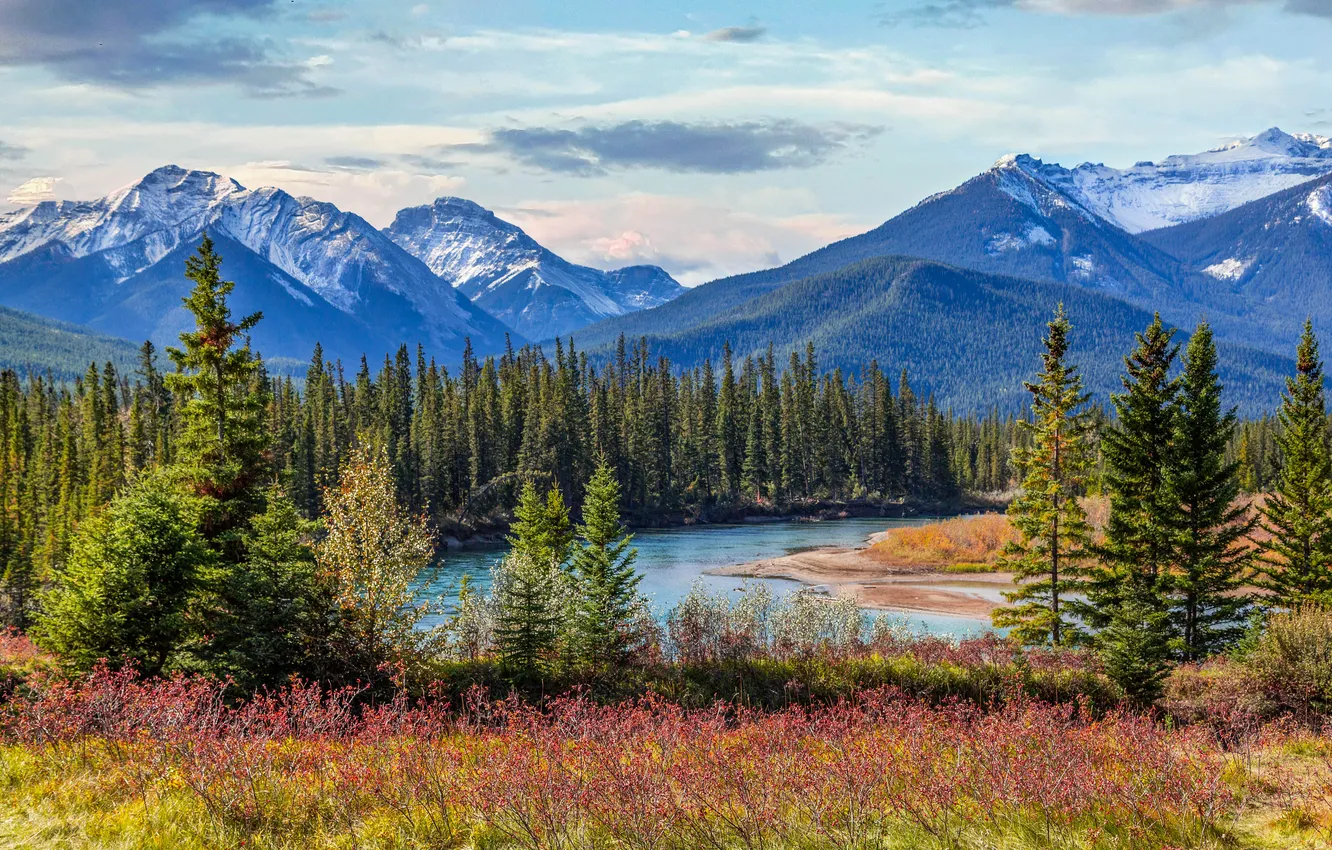 Wallpaper field, forest, the sky, clouds, trees, flowers, mountains ...