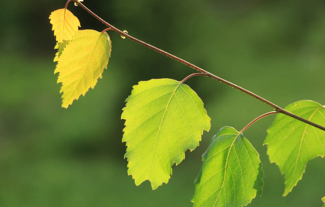 Wallpaper leaf, plant, twig for mobile and desktop, section природа ...