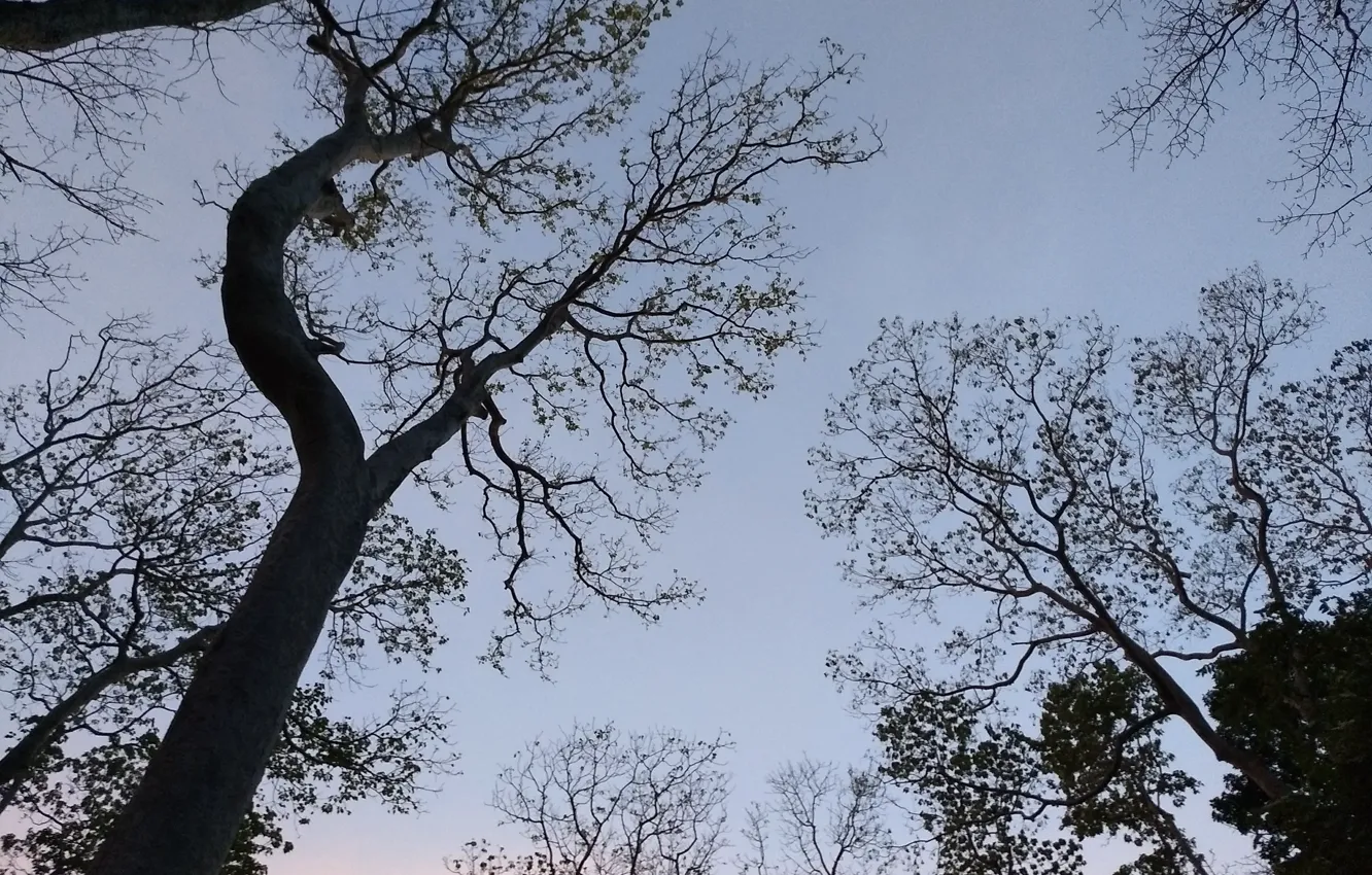 Wallpaper Nature, sky, tree, evening, landscap for mobile and desktop ...