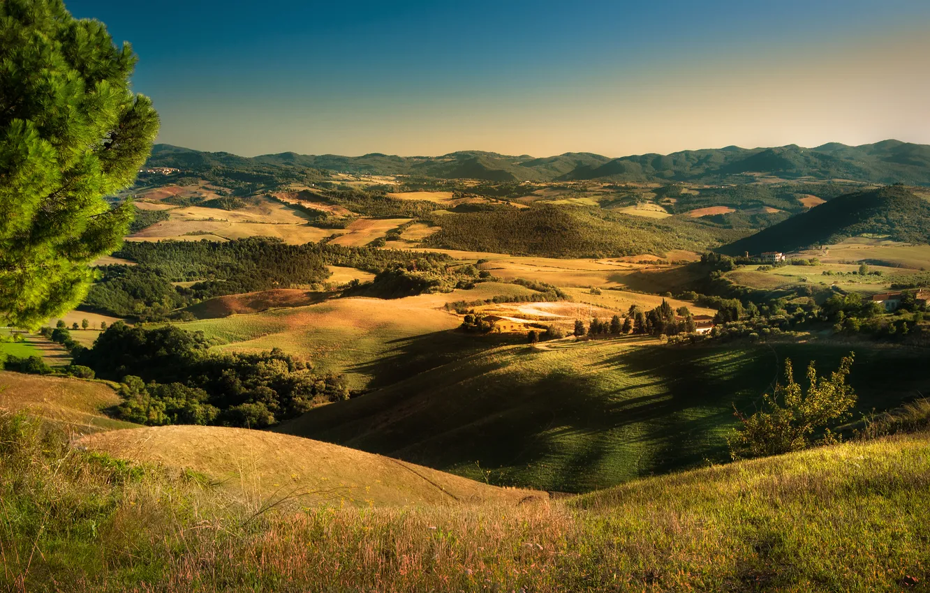 Wallpaper field, forest, summer, the sky, grass, light, trees ...
