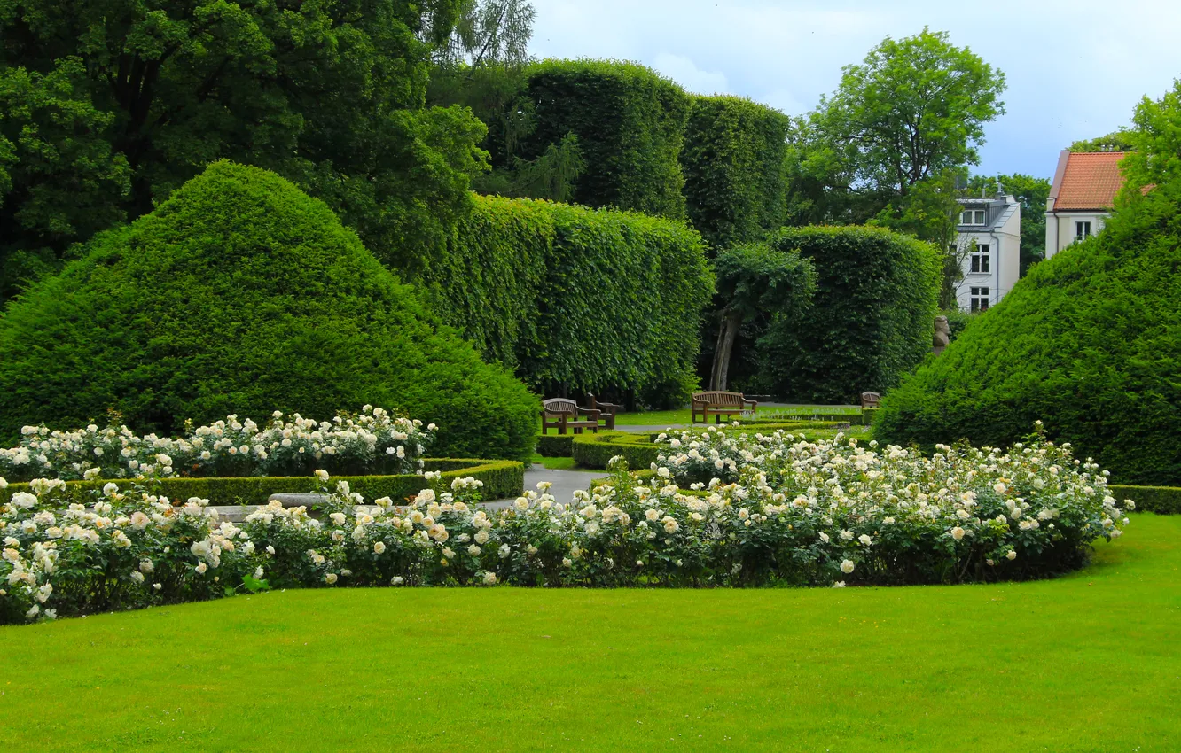 Wallpaper flower, park, lawn for mobile and desktop, section пейзажи ...