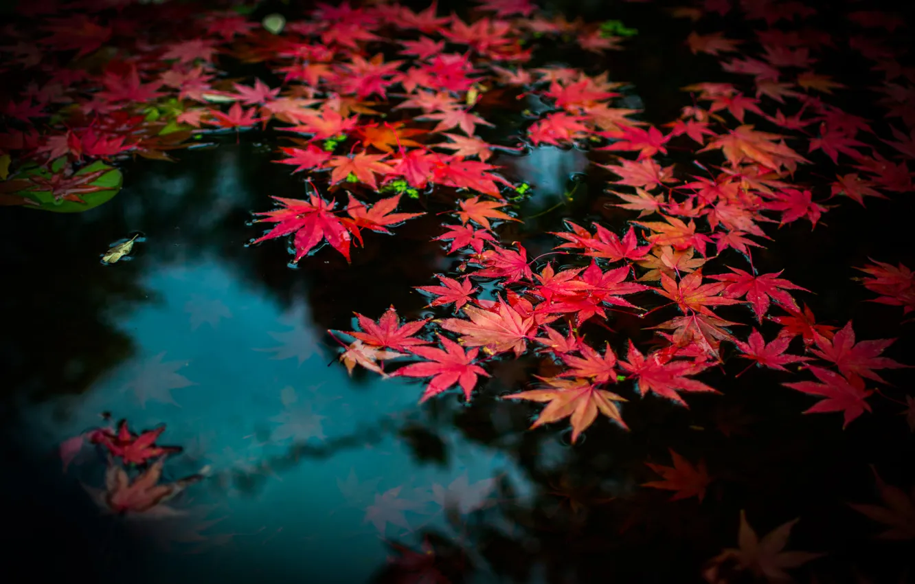 Wallpaper autumn, water, pond, the dark background, foliage, red, pond ...