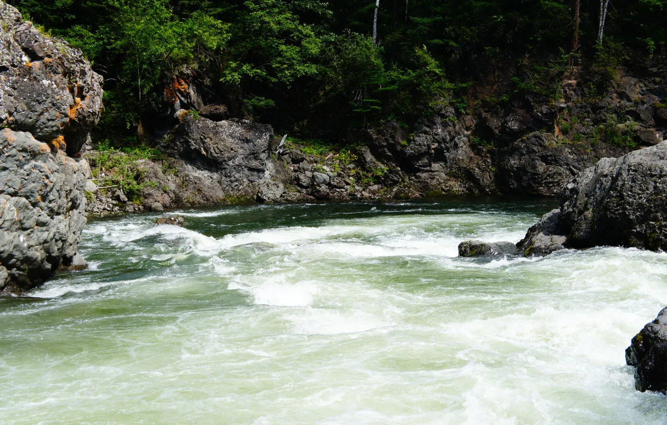 Wallpaper forest, river, Terney for mobile and desktop, section природа ...