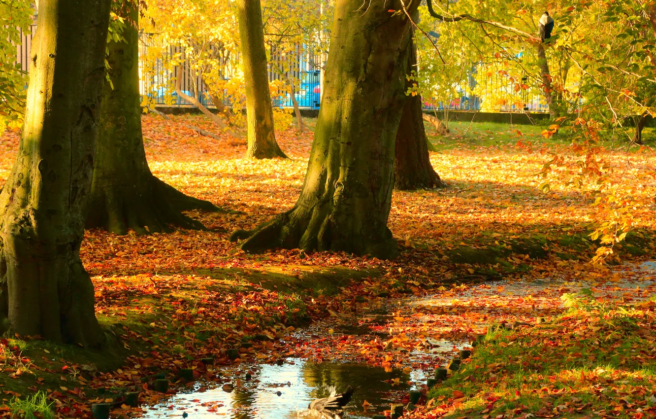 Wallpaper forest, park, autumn, tree, fall for mobile and desktop ...