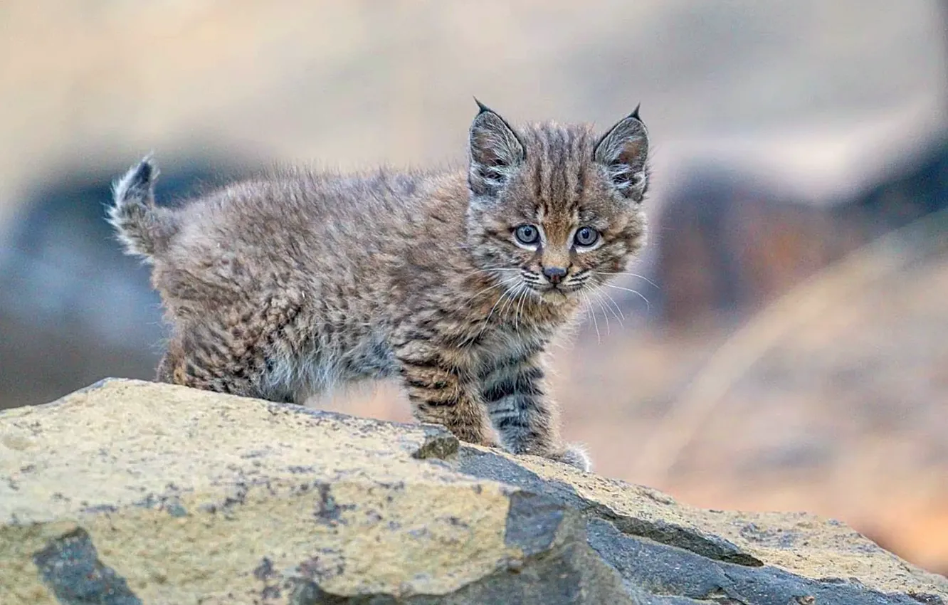 Wallpaper rock, forest, baby, bobcat for mobile and desktop, section ...