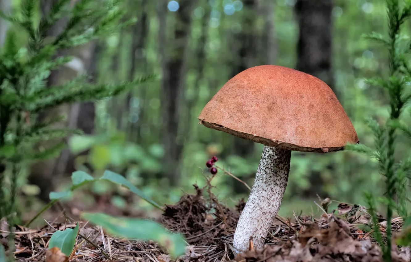 Wallpaper forest, branches, glade, mushrooms, boletus, needles for ...