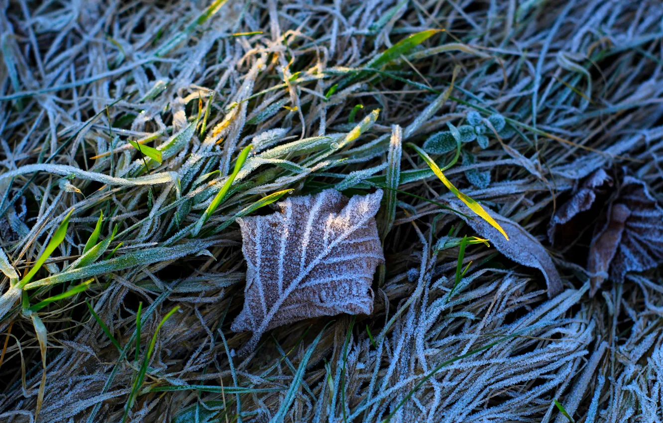 Wallpaper Frozen, Inter, leaf, hoarfrost for mobile and desktop ...