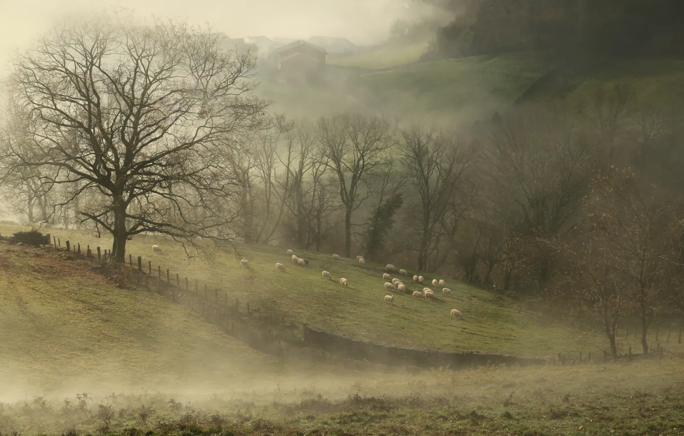 Wallpaper fog, sheep, morning for mobile and desktop, section пейзажи, resolution 2560x1746 ...
