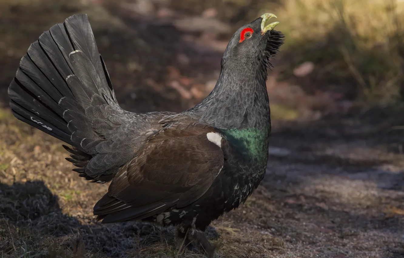Wallpaper bird, feathers, grouse for mobile and desktop, section ...