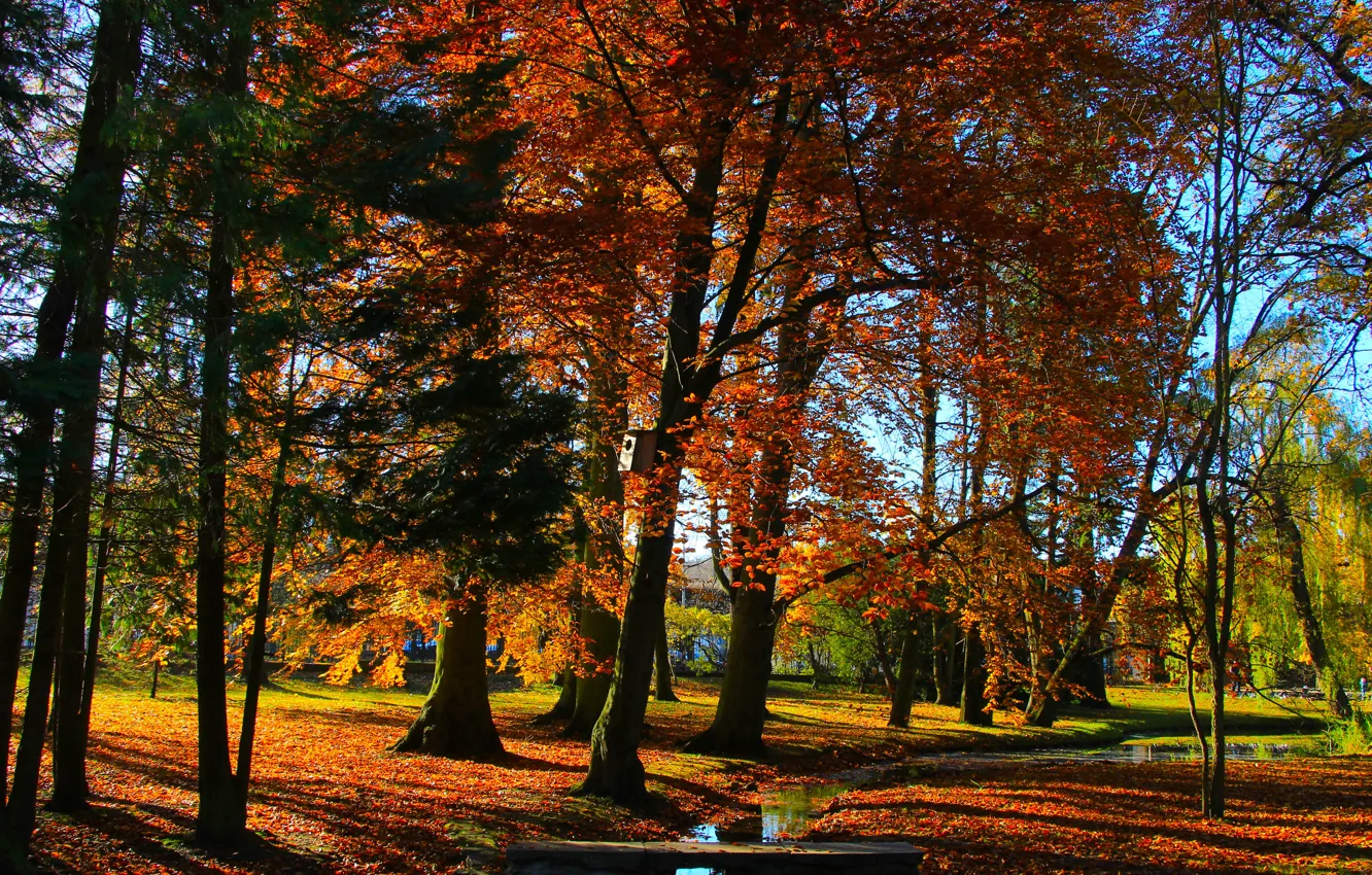 Wallpaper forest, park, autumn, tree, fall. for mobile and desktop ...