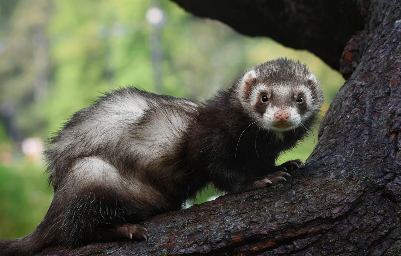 Wallpaper look, trees, pose, claws, face, animal, ferret for mobile and ...