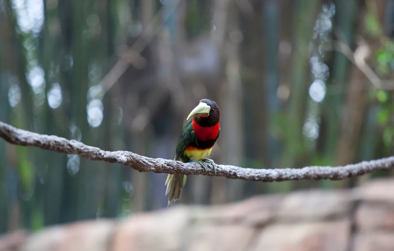 Wallpaper branches, bird, bokeh for mobile and desktop, section ...