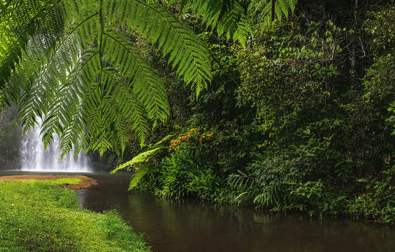 Wallpaper forest, leaves, river, waterfall, Australia, Queensland, QLD ...