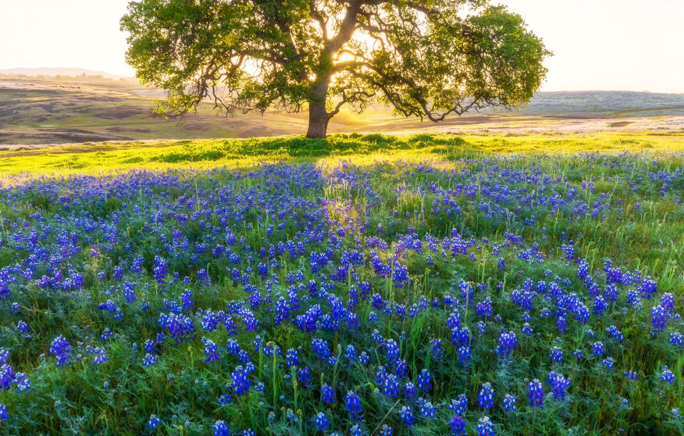 Wallpaper field, trees, flowers, glade, lupins for mobile and desktop ...