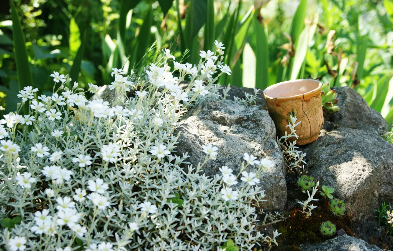 Wallpaper summer, trees, design, Cup, summer, nature, cup for mobile ...