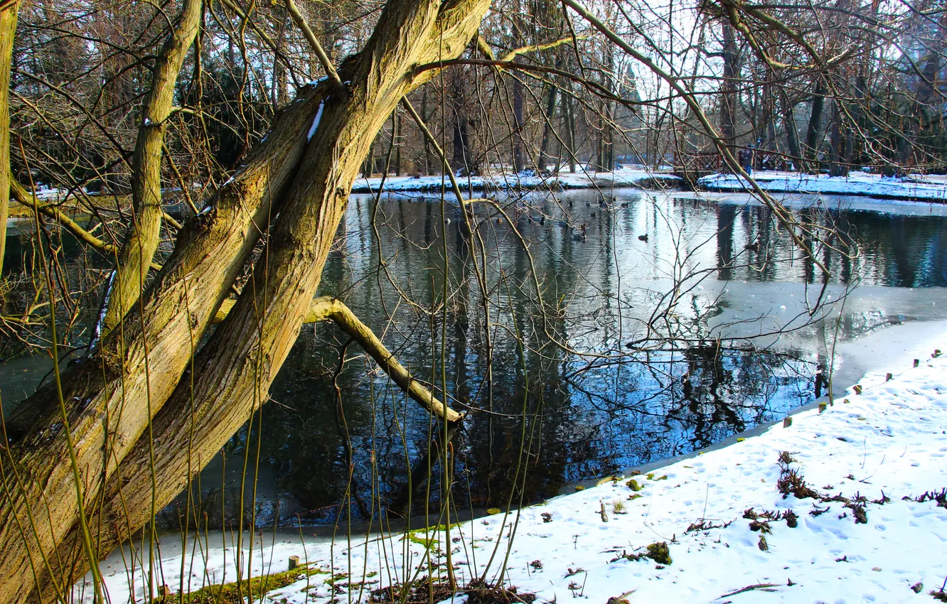 Wallpaper trees, park, winter, pond for mobile and desktop, section ...