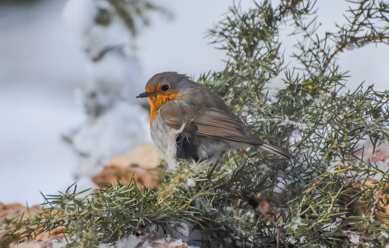 Wallpaper birds, nature, spring, Robin, photohunt for mobile and ...