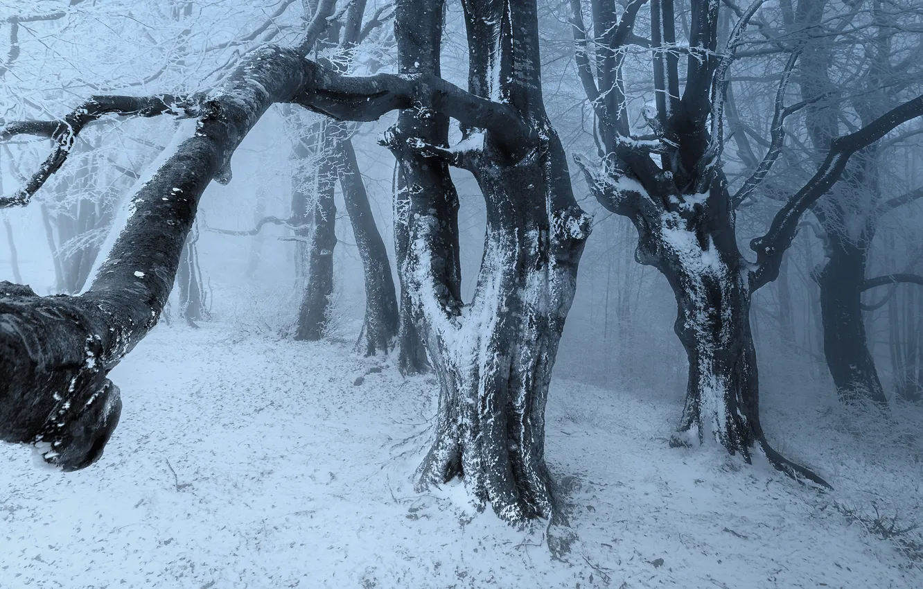 Wallpaper ice, forest, snow, tree, cold for mobile and desktop, section ...