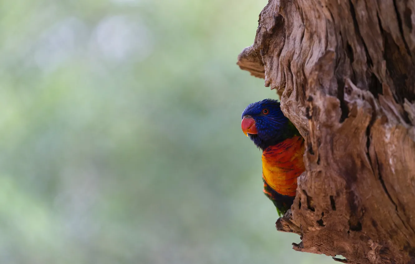Wallpaper look, trees, background, bird, parrot, trunk, bark, colorful ...