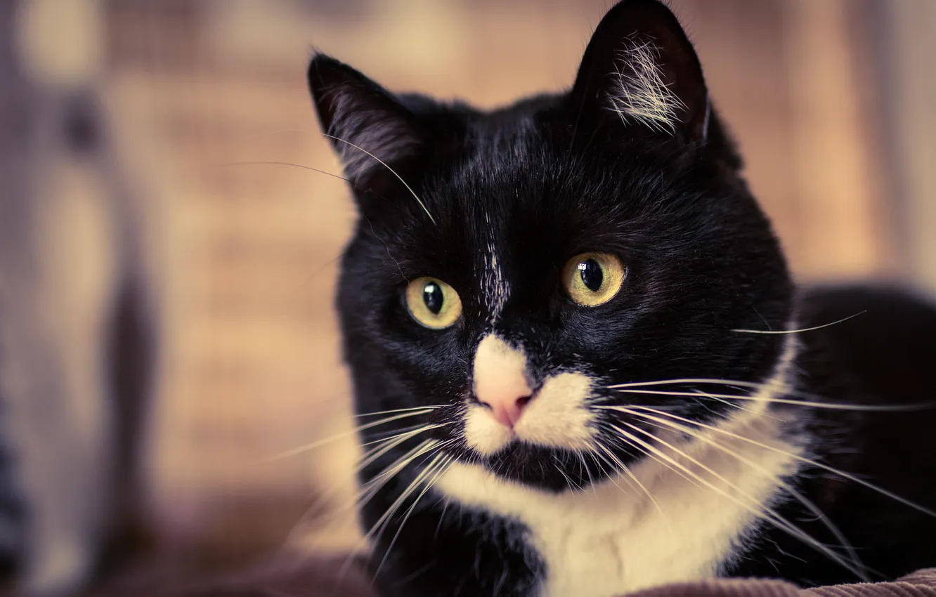 Wallpaper cat, cat, look, pose, face for mobile and desktop, section ...