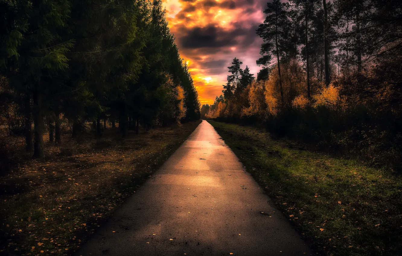 Wallpaper road, night, Park for mobile and desktop, section природа ...