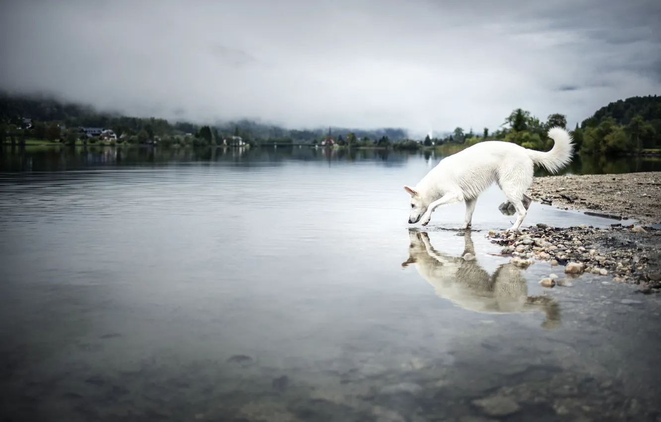Wallpaper forest, white, the sky, water, landscape, pose, fog, pebbles ...