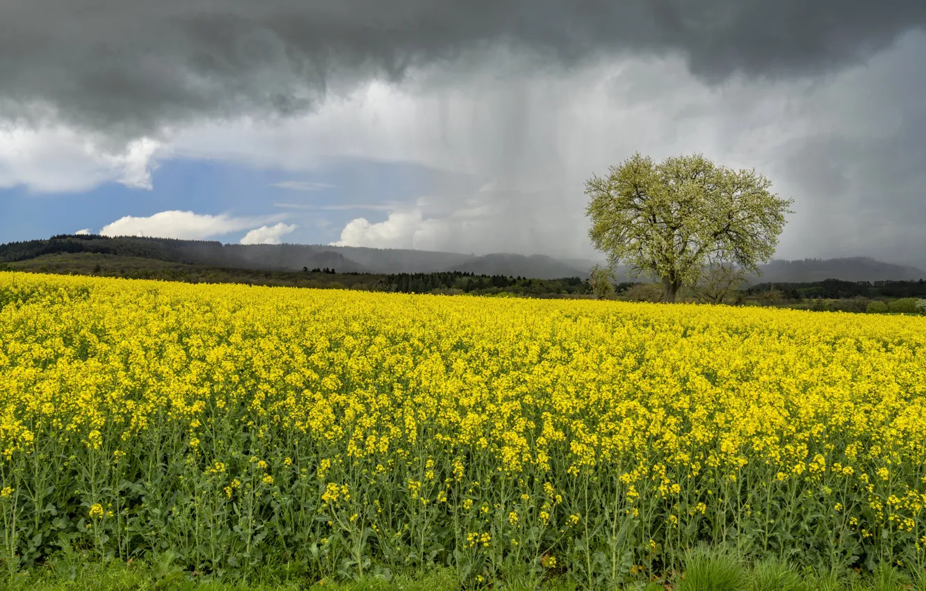 Wallpaper tree, rape, rapeseed field images for desktop, section ...