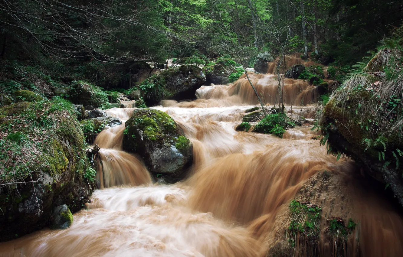 Wallpaper forest, river, stream for mobile and desktop, section природа ...