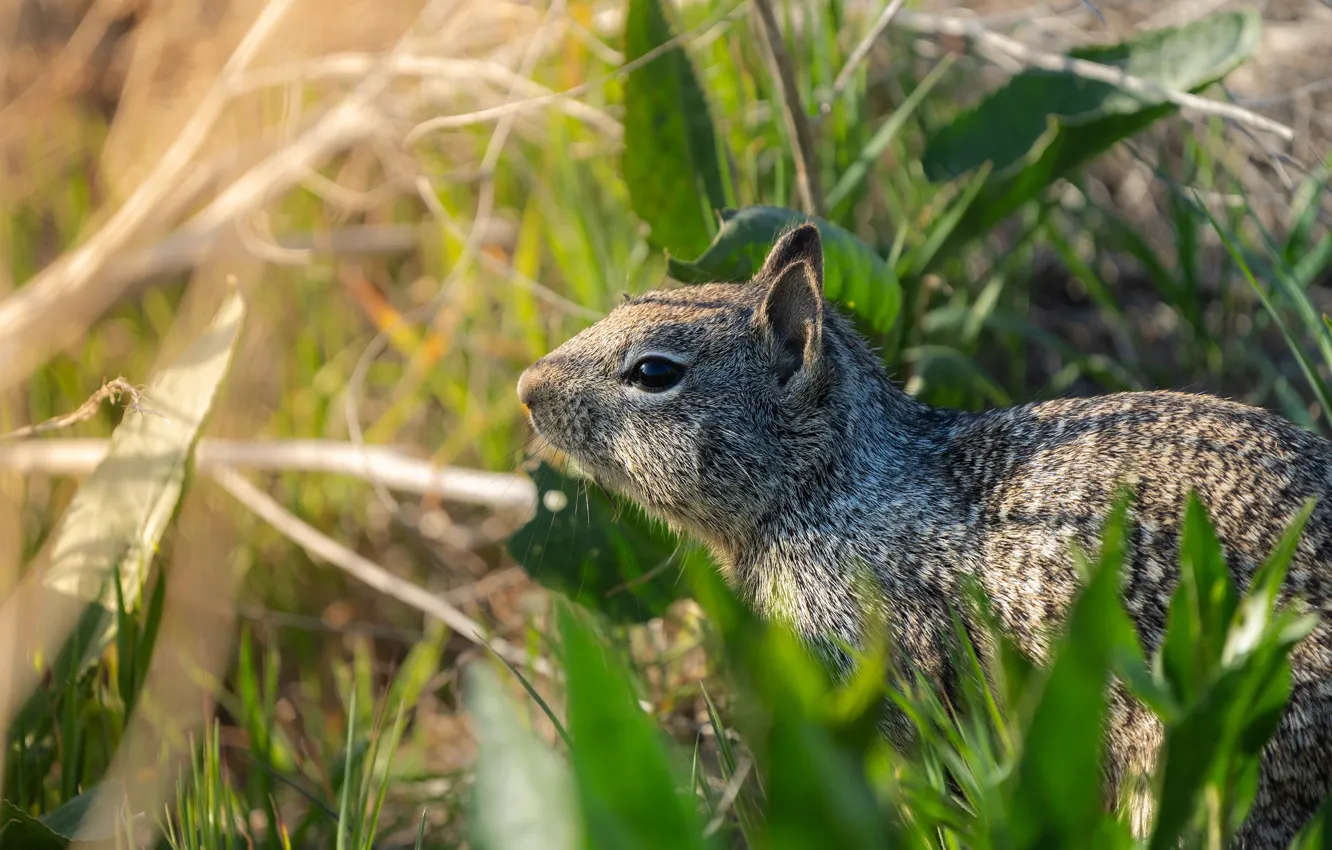 Wallpaper grass, nature, muzzle, profile, gopher for mobile and desktop ...