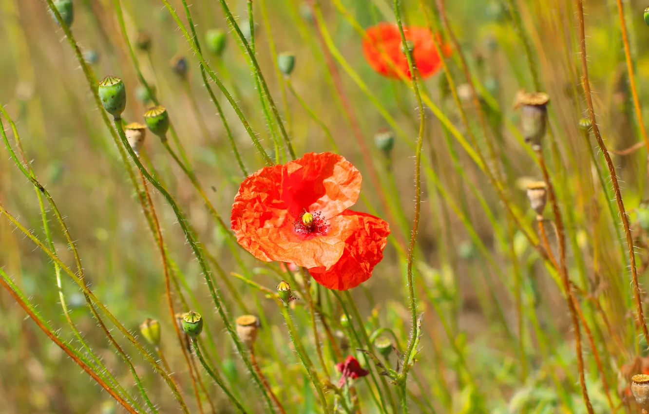 Wallpaper red, flower, field, poppy, meadow for mobile and desktop ...