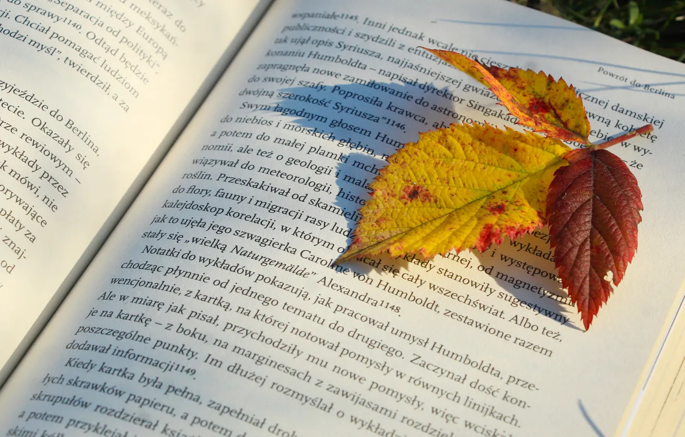 Wallpaper autumn, book, leaf, paper for mobile and desktop, section ...