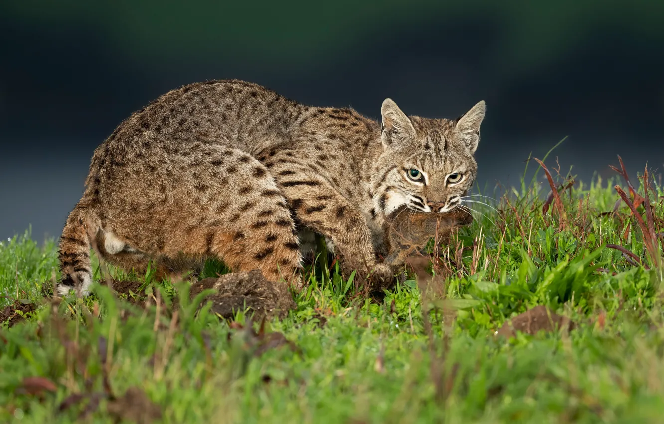 Wallpaper Grass Look Face Nature Glade Hunting Lynx Wild Cat For