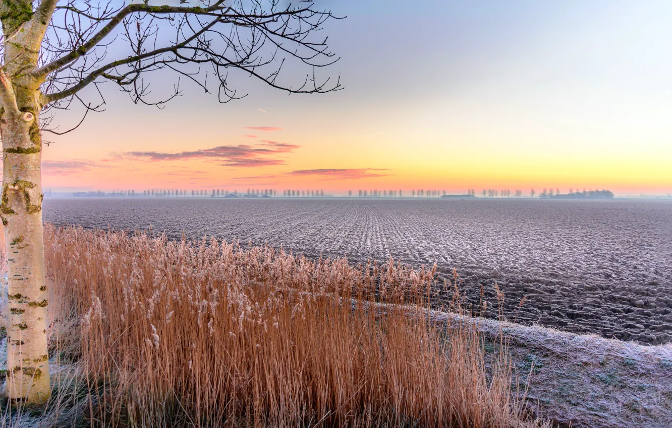 Wallpaper frost, field, birch for mobile and desktop, section природа ...
