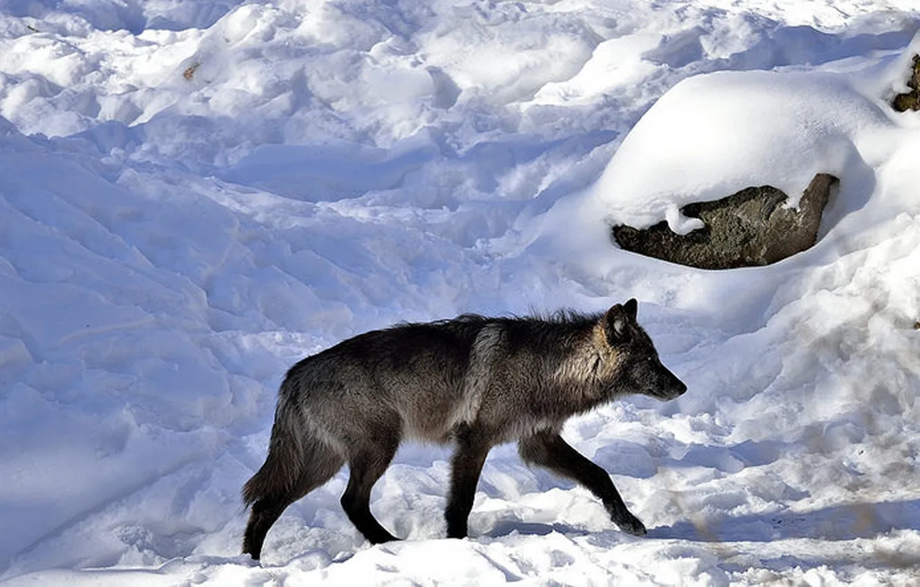 Wallpaper nature, snow, predator, face, animal, wolf, wildlife ...