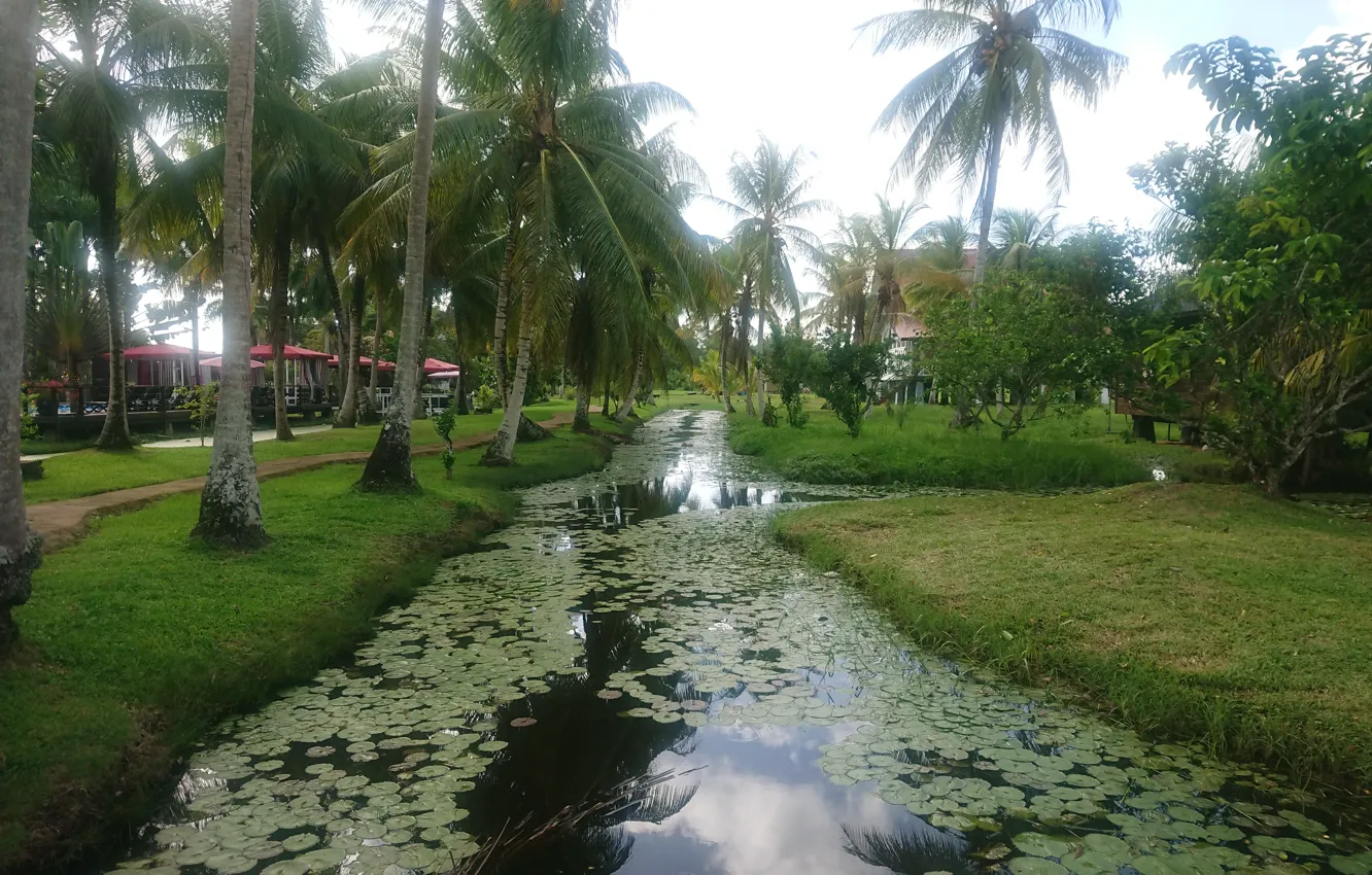 Wallpaper Nature in Suriname, Plantation Suriname, Wallpapers Suriname ...